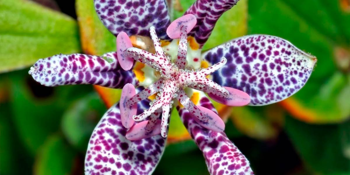 Imagenes De Flores Exoticas Imágenes De Flores Exóticas | Imágenes